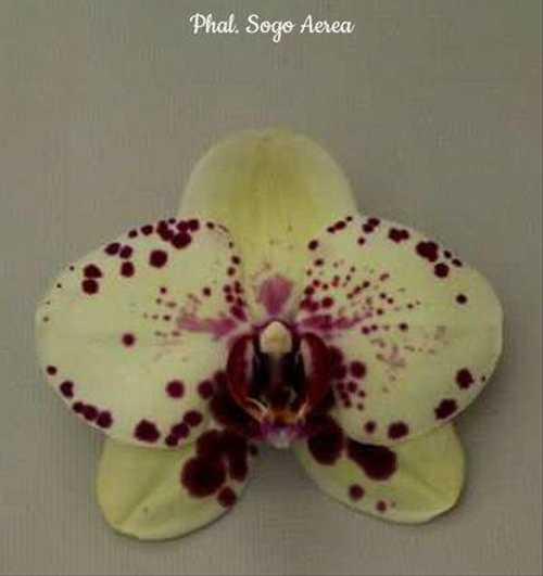 Орхидея Phal.Sogo Aerea