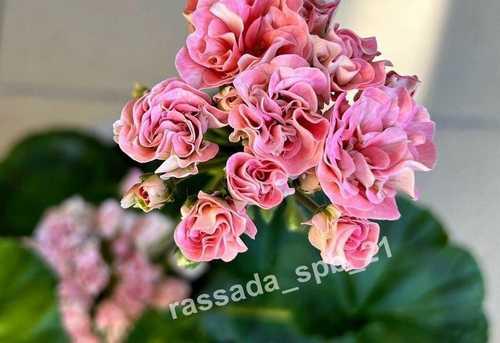 Пеларгония ирида Мамины розы