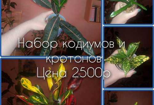 Кодиумы и кротоны (набор) сегодня