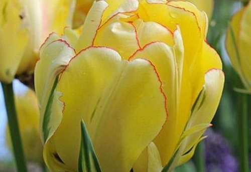 Луковицы тюльпанов Акебона