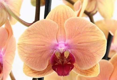 Орхидея фаленопсис Карибская мечта Carribean dream