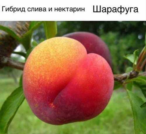 Саженцы шарафуги