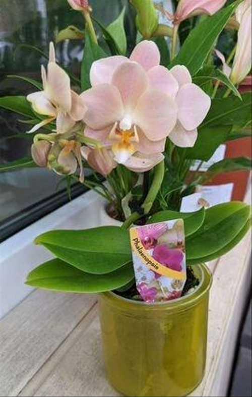 Орхидея миди Ароматная