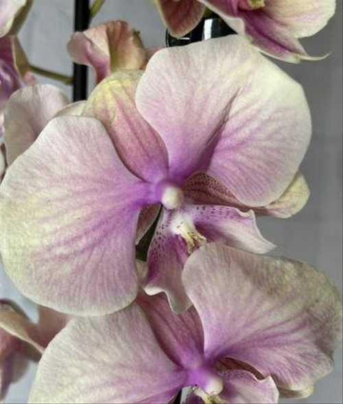 Отцветающая орхидея фаленопсис