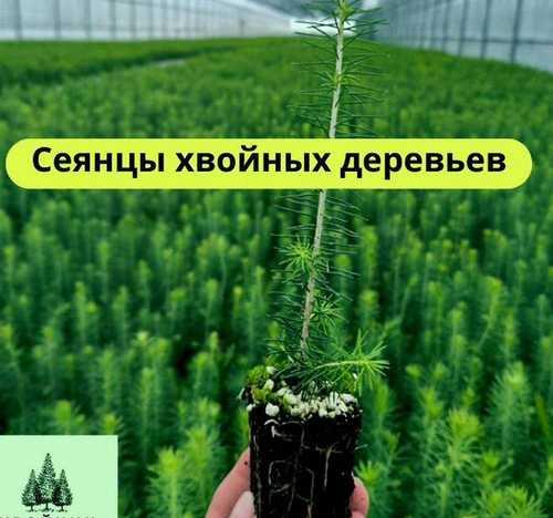 Саженцы сосны зкс от производителя