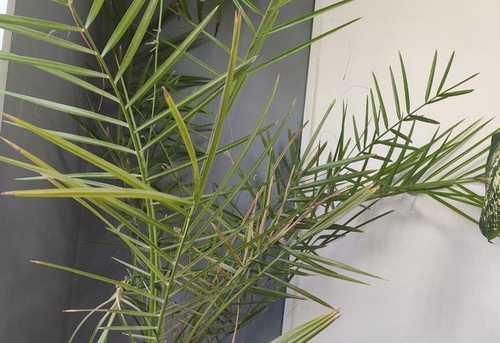 Финиковая пальма комнатное растение