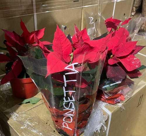 Пуансеттия