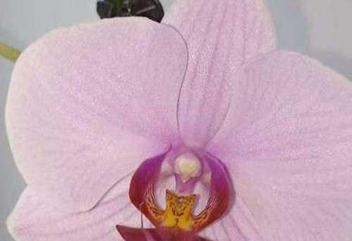 Орхидея фаленопсис Вашингтон