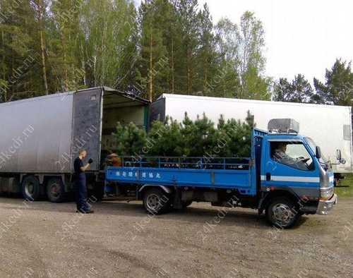 Сибирский кедр экстра класс. Саженцы