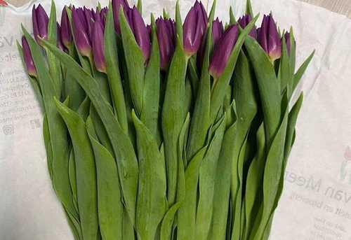 Тюльпаны к 8 марта супер цена, розница, мелкий опт