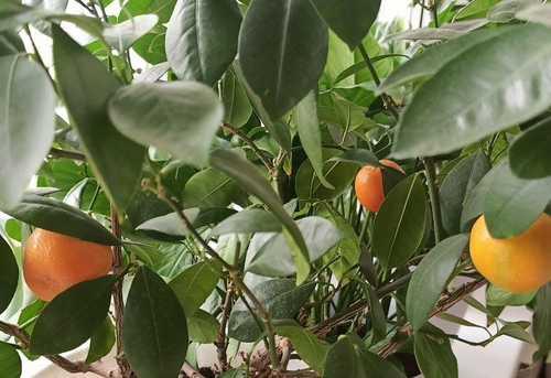 Мандариновое дерево с плодами