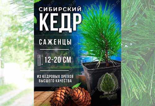 Саженцы кедра от производителя экстра класс