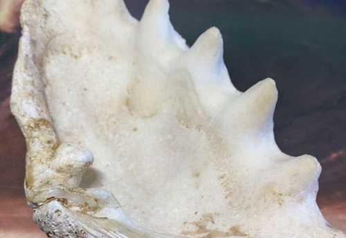 Морские ракушки раковины Австралия