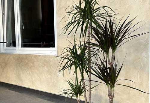 Пальма драцена, комнатное растение