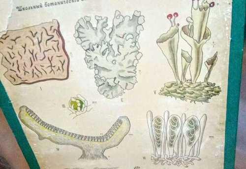 Плакат учебный ботанический дореформенный