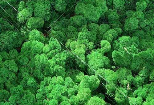 Стабилизированный мох, Лесной Зеленый
