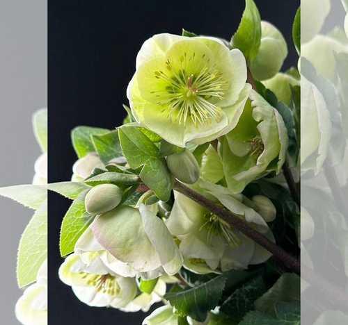 Морозник Хелеборус