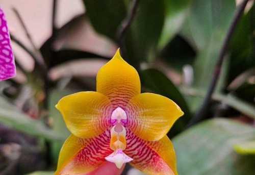 Орхидея Миту раритет