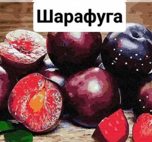 Шарафуга