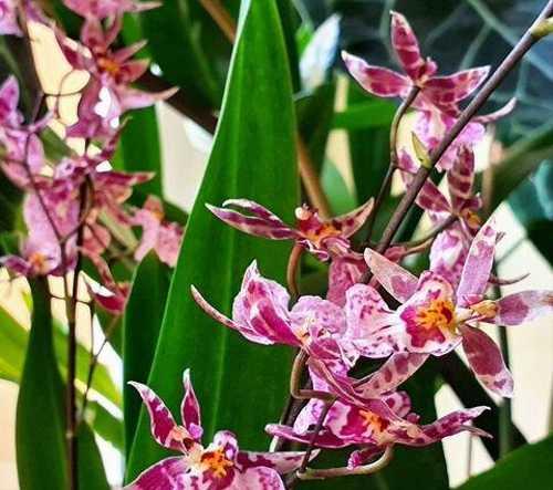 Орхидея Онцидиум