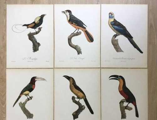 Птицы Жак Баррабан 1960 г