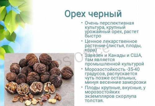 Черный орех саженцы