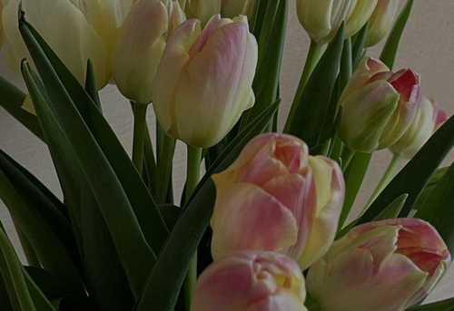 Тюльпаны к 8 марта оптом и в розницу