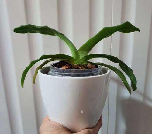 Орхидея пафиопедилум (башмачок)