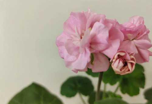 Герань пеларгония розебудная