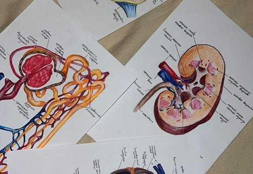 Плакаты постеры рисунки биология