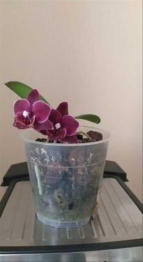 Орхидея Phal Miki Black Angel