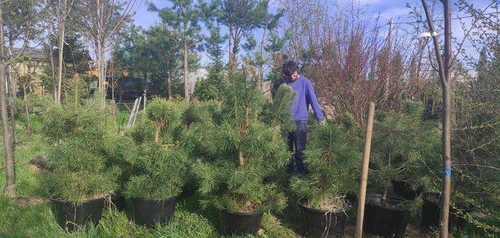 Сосна обыкновенная Extra Pinus sylvestris /С25 1