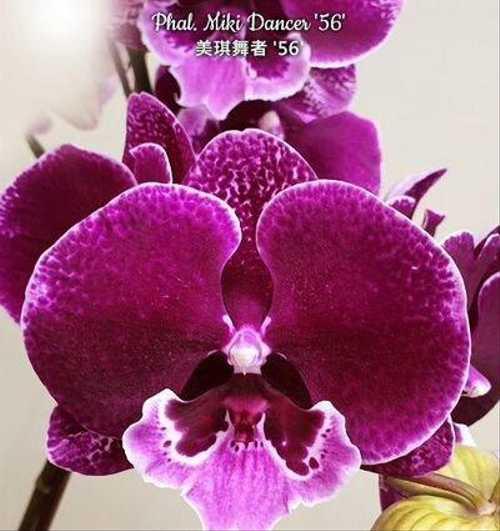 Орхидея Phal. Miki Dancer '56'