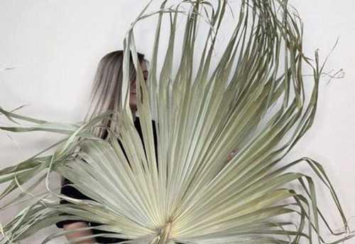 Сухой пальмовый лист. Вашингтония