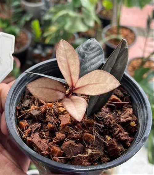 Замиокулькас Zamifolia black pink редкий очень
