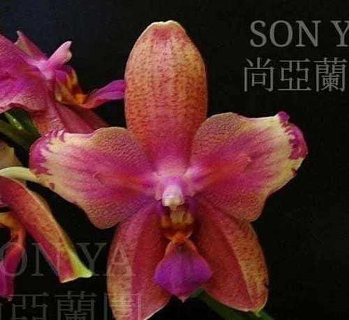 Орхидея фаленопсис бабочка Лиодоро ароматная