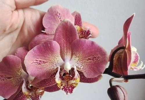 Орхидея фаленопсис Леко Фантастик
