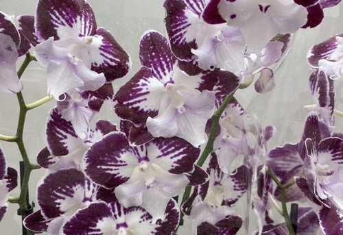 Орхидея Тинкербел Киз, биглип. Пышно цветёт