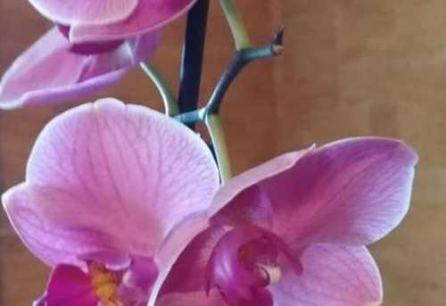 Орхидея фаленопсис Антура Нарбоне