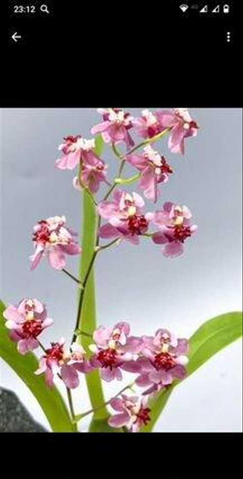 Орхидея онцидиум твинкль