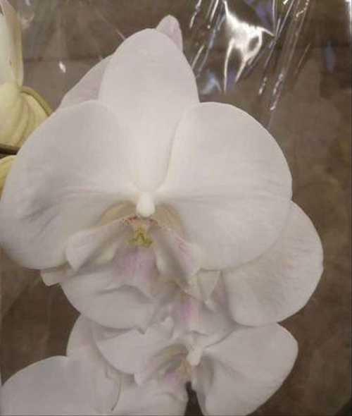 Орхидея фаленопсис биг лип гибрид 819