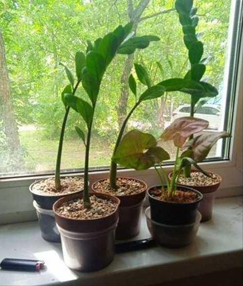 Замиокулькас и другие комнатные растения