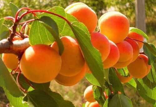 Саженцы абрикосов