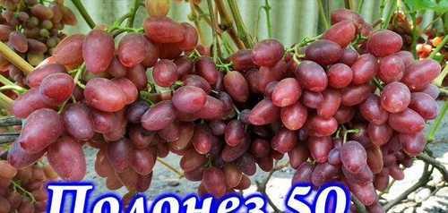 Саженцы винограда Полонез 50