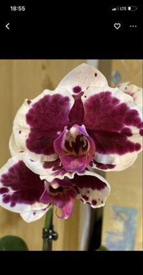 Орхидея фаленопсис Панда