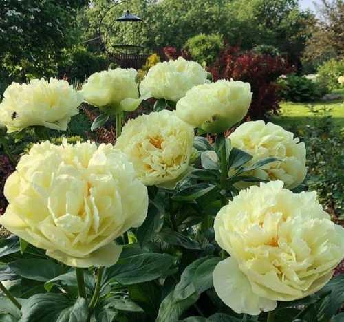Пион Lemon Chiffon