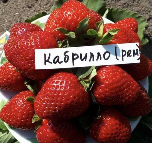 Саженцы клубники Мурано, Альба, Клери, Альбион