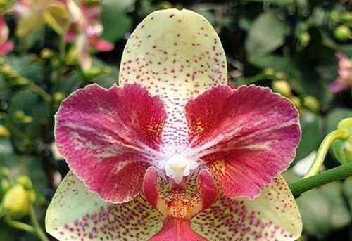 Орхидея фаленопсис Chi-Yueh Kaleidescope