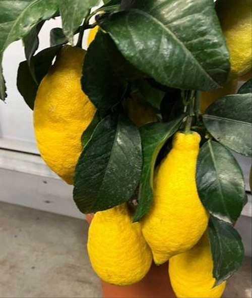 Лимонное дерево Цитрофортунелла Премиум 77 см