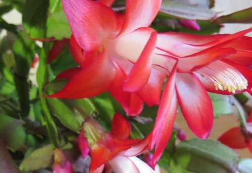 Комнатные цветы-цветущие декабристы красного цвета